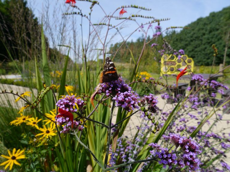 Rineanna Biodiversity Garden is now officially open! – DRLA Dave Ryan ...